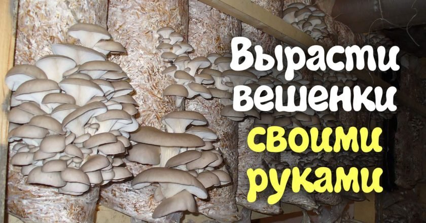 Как вырастить вешенки в мешках - Со Вкусом