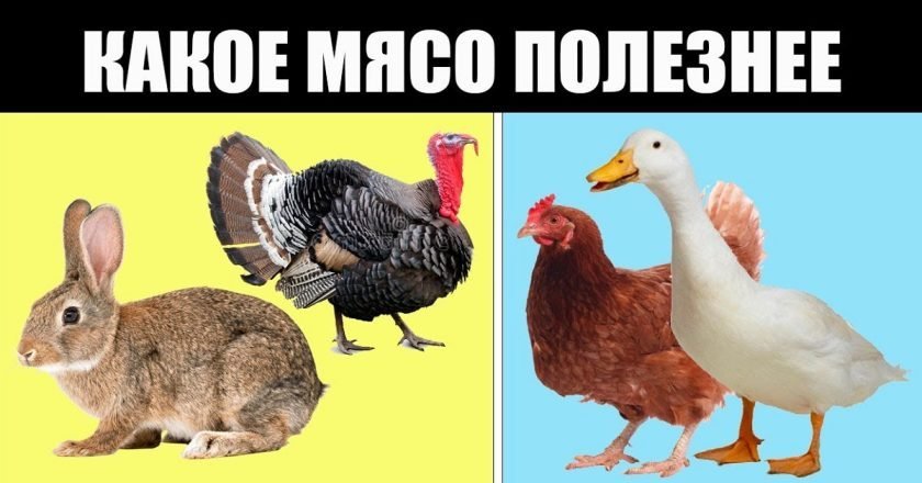 Какое мясо самое полезное: безопасный список - Со Вкусом