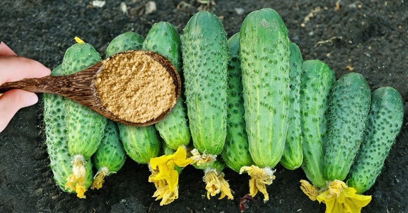 Как вырастить огурцы без горечи - Со Вкусом