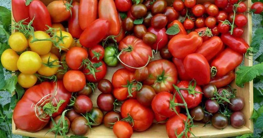 Почему трескаются помидоры и как этого избежать - Со Вкусом